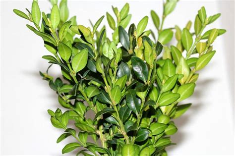Best Treatment For Boxwood Blight Mumuswim