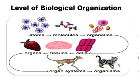 Levels Of Biological Organization From Least Complex To Most Complex At Todd Bishop Blog