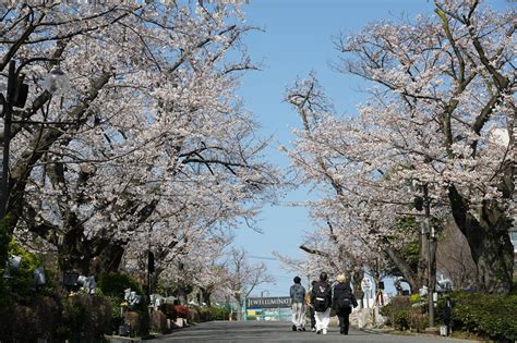よみうりランド遊園地【公式】 On Twitter よみうりランド桜情報 よみうりランドの桜は本日8分咲🌸 優しい陽気も今日まで雨に