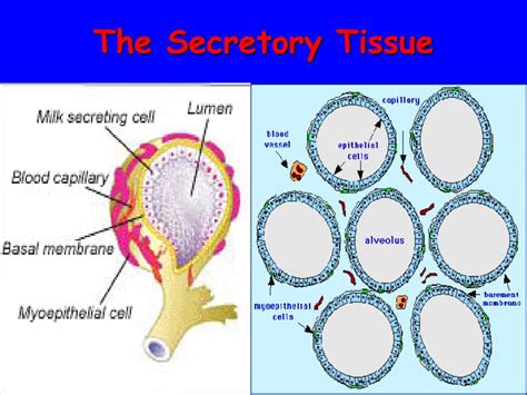 Ppt Mammary Gland Stem Cells Development And Regeneration Powerpoint