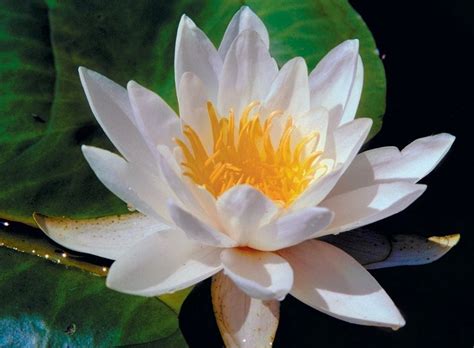 Cvijet Hrvatska Enciklopedija