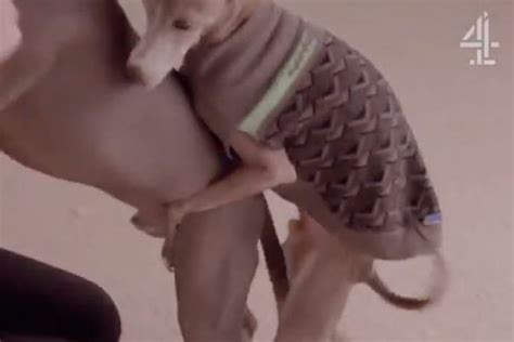 El Documental Sobre La Sexualidad De Un Perro Que Se Volvió Viral En Las Redes Sociales Infobae