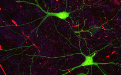 Ai Used To Decode Brain Signals And Predict Behaviour Ucl News Ucl