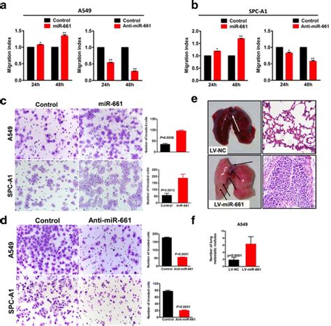 MiR 661 Promoted Invasion And Metastasis Of NSCLC A Wound Healing