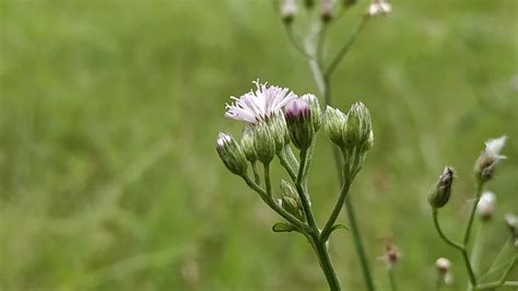 Buds Of Thistle Flower Pixahive