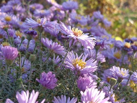 Small Violet Flowers Stock Image Image Of Houses Chocolate 166799637