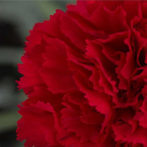 Don Eusebio Grower Featured On Thursd