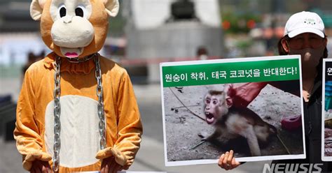 코코넛 따기 위해 원숭이 착취하는 태국은 멈춰라