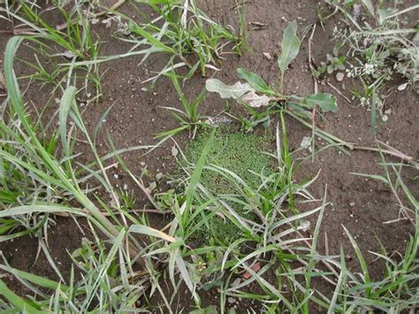 アメリカアワゴケ 兵庫県の湿生水生植物
