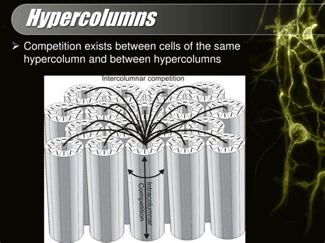 ppt the human visual system powerpoint presentation free download