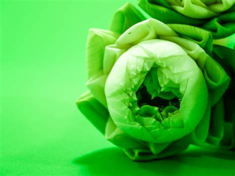 무료 이미지 꽃잎 로터스 아름다운 배경 녹색 봄 식물학 백합 시즌 아름다움 자연스러운 못 화이트 정원 식물의 아시아 플로라 수련 이국적인