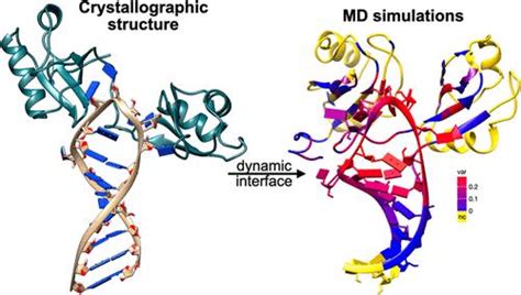 使用全原子分子动力学模拟的蛋白质 Rna 界面动力学the Journal Of Physical Chemistry B X Mol