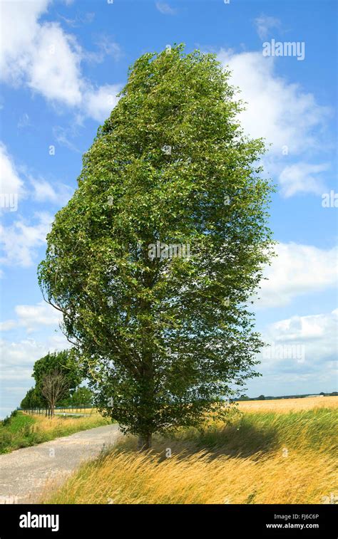 Columnar Poplar Populus Simonii Fastigiata Populus Simonii Stock