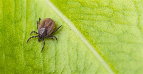 Potentially Deadly Tick Borne Virus Likely To Be In Uk After First