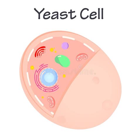 Yeast Cell Illustration Stock Illustrations 351 Yeast Cell