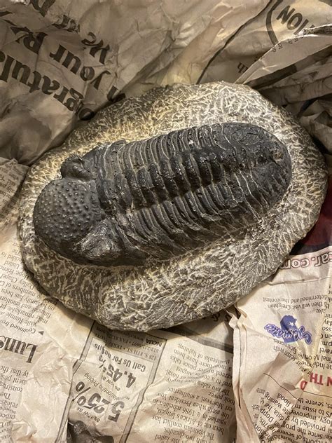 471 Best Trilobite Images On Pholder Fossil Porn Paleontology And