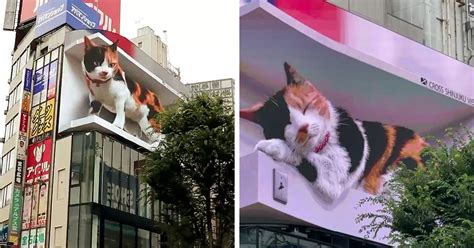 Giant Hyper Realistic 3d Cat Billboard Appears In Tokyo Mesmerizes The