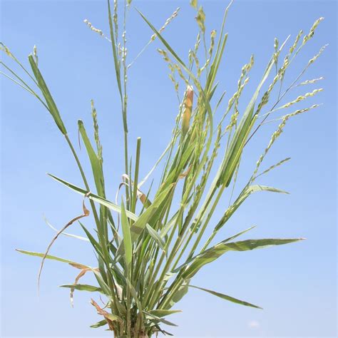 Browntop Panicum Plant Bamert Seed