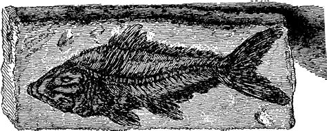 Fossil Collections Vintage Engraving Vector Art At Vecteezy