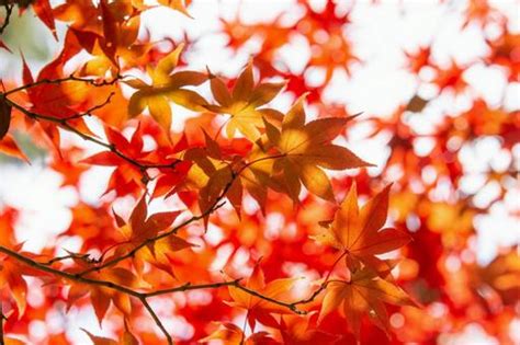 6ページ目 秋の壁紙の写真素材｜写真素材なら「写真ac」無料（フリー）ダウンロードok