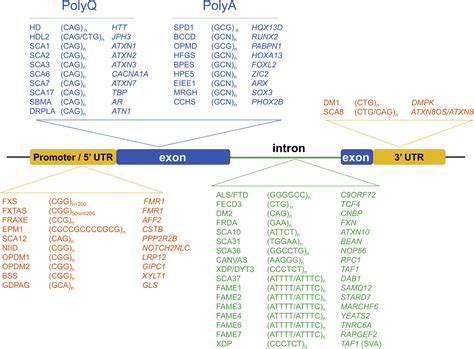 30 Years Of Repeat Expansion Disorders What Have We Learned And What Are The Remaining