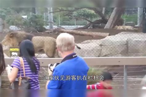大猩猩拉屎被围观，立马发飙！大猩猩