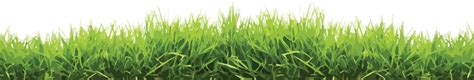 Lawn Grass Png Image Png Mart Vrogue Co
