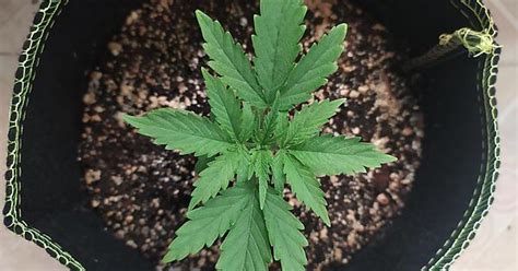 Sb000 Album On Imgur