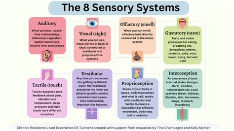 Sensory Processing Systems And Patterns — Chronic Resilience