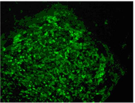 Anti Tra 1 60 Antibody Clone Tra 1 60 Fitc Conjugate Fcmab115f
