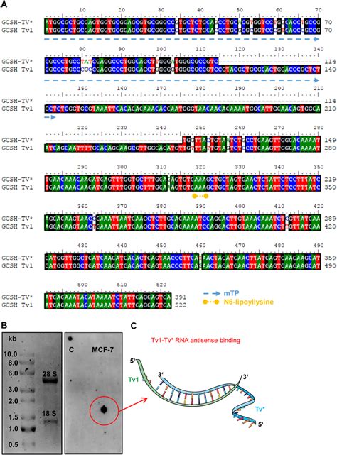 Sequence Alignment And Rna Binding Study A Nucleotide Sequence