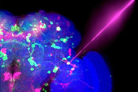 Horwitz Prize For Foundational Work On Optogenetics