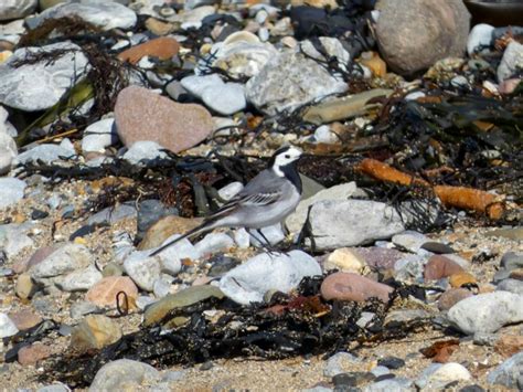 White Wagtail Motacilla A Alba Irish Birding