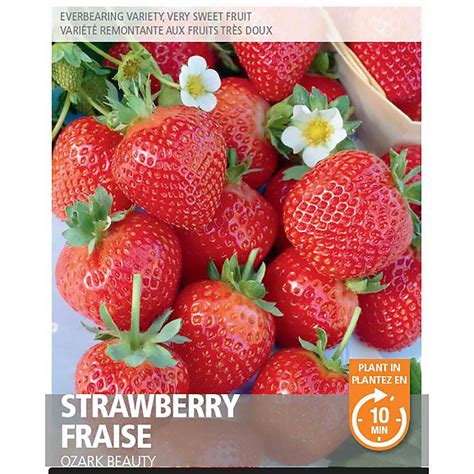 Strawberry Ozark Beauty Seeds Seed Starting And Bulbs