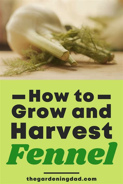 10 Easy Steps How To Grow Fennel Artofit