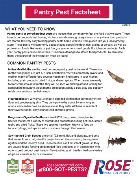 Cigarette Beetle Control Remedy From Rose Pest Solutions