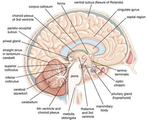 Human Brain Midbrain And Hindbrain Structure And Function — Lesson