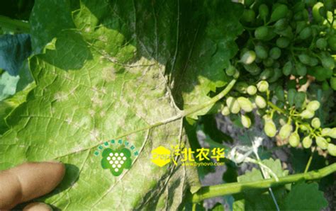 葡萄霜霉油菜霜霉霜霉属第10页大山谷图库