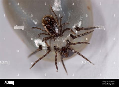 Sexual Reproduction Of Ticks Ticks Mating Stock Photo Alamy