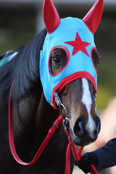 競馬写真plus 年度別レース写真 2012年競馬写真 京都金杯g3