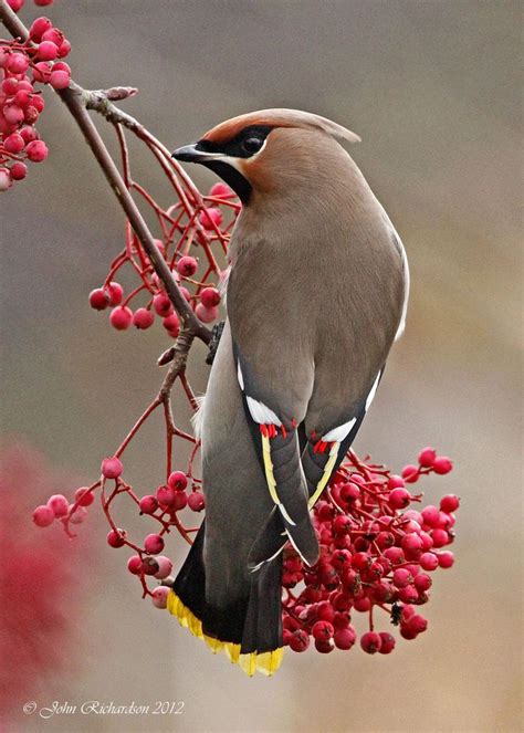 133 Best Images About Cedar Wax Wings On Pinterest Lorraine Trees