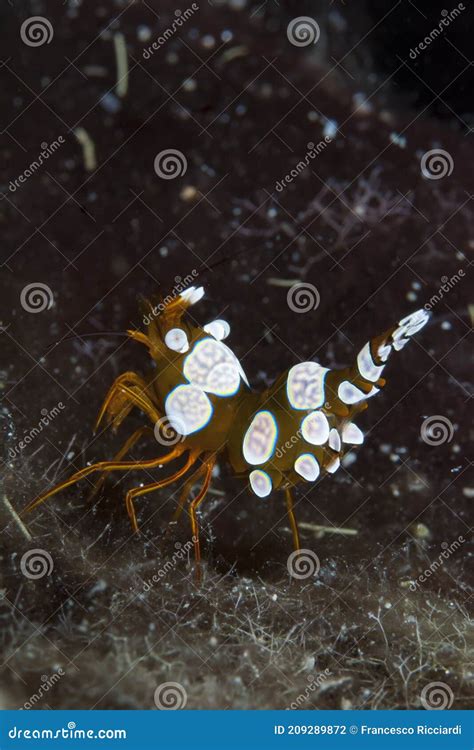 Sexy Shrimp Thor Amboinensis Or Squat Shrimp At A Puerto Galera Reef In The Philippines Stock