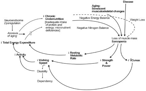 Cycle Of Frailty 3 Download Scientific Diagram
