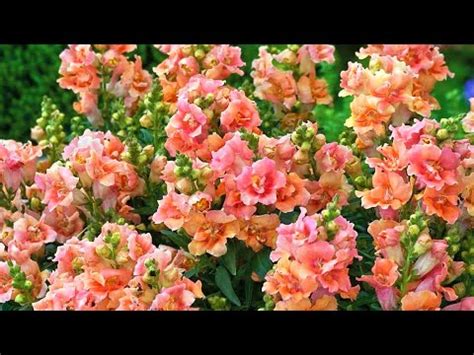 ЭТОТ ЦВЕТОК ЗАТМИТ ЦВЕТЕНИЕМ ДАЖЕ ПЕТУНИЮ! Красивейший цветок который ...