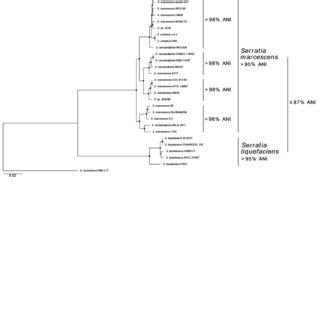 Average Nucleotide Identity ANI And Core Genome Analysis Of Medicinal