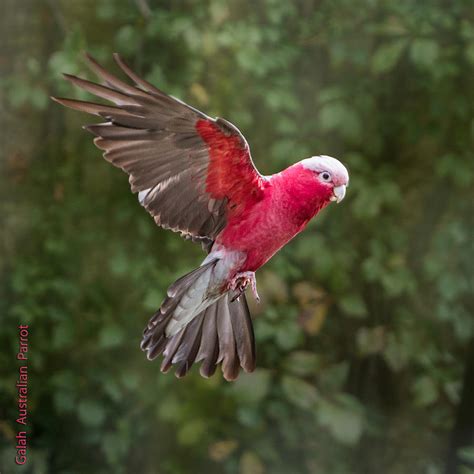 Australian Galah Parrot In Flight Photograph By Patti Deters