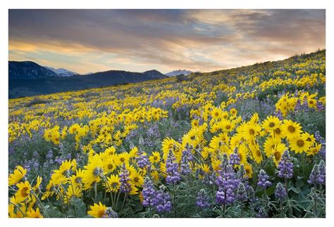 Methow Valley Washington Wildflowers Wild Flowers Beautiful