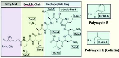 Cyclic Lipopeptide Structure Of Polymyxin B 1 Colistin Polymyxin E Download Scientific
