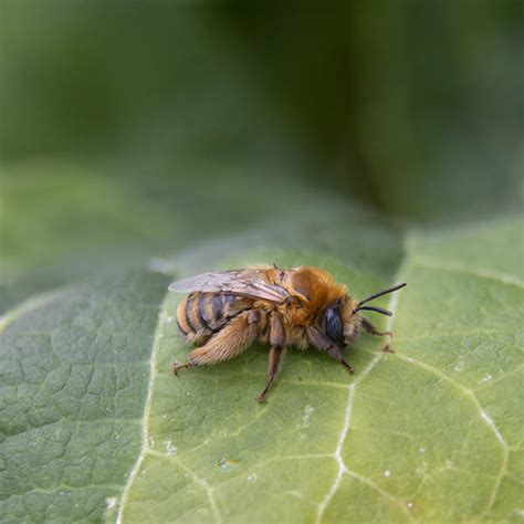 Bees Illinois Pollinators