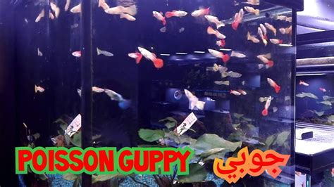 Poisson Guppy أسماك جوبي Youtube